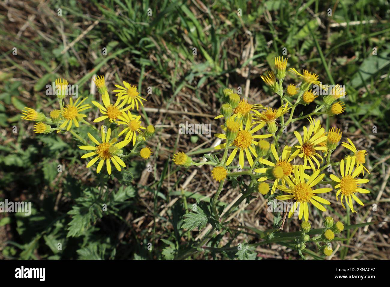 ragwort (Jacobaea vulgaris) Plantae Stock Photo - Alamy