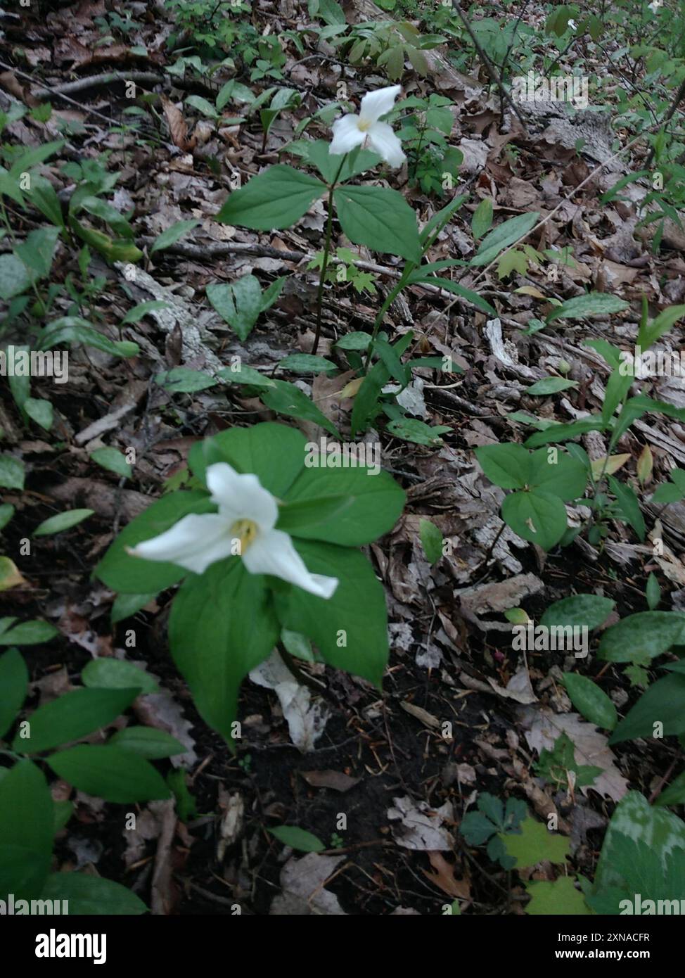 large white trillium (Trillium grandiflorum) Plantae Stock Photo - Alamy