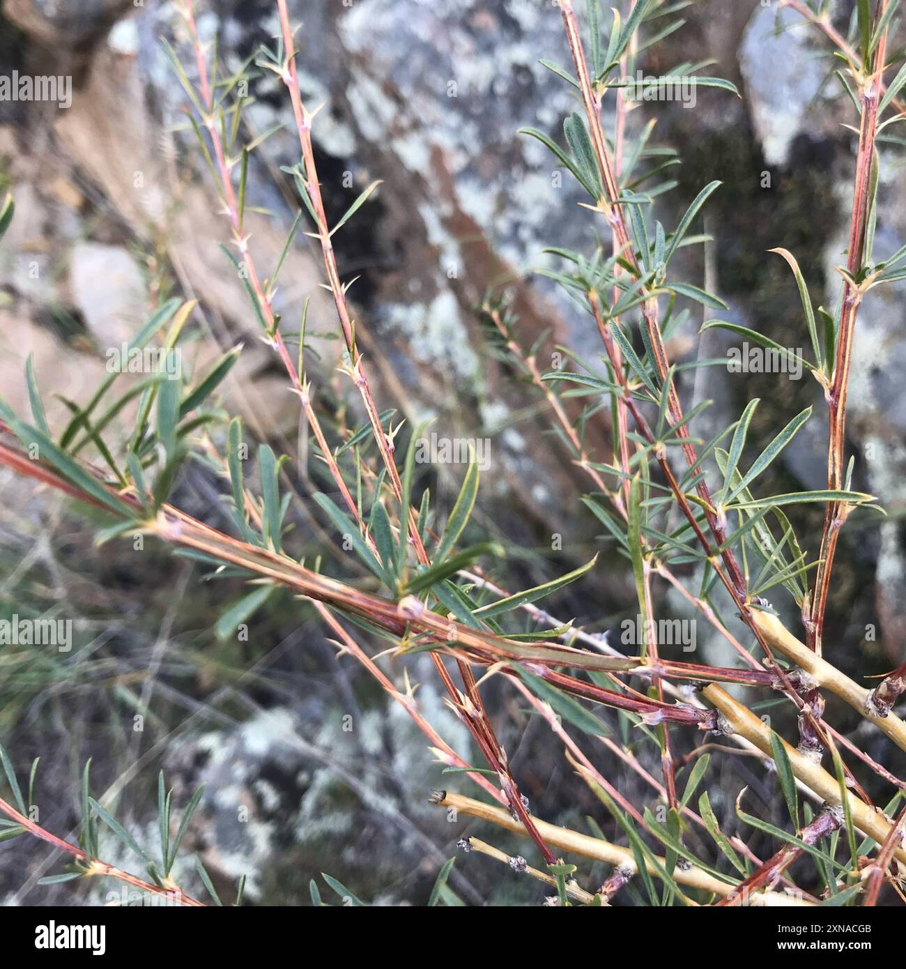 Pygmy Caragana (Caragana pygmaea) Plantae Stock Photo - Alamy