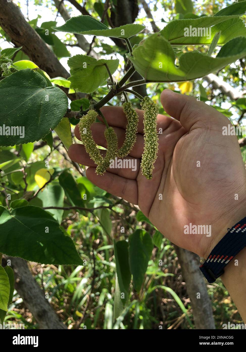 Paper mulberry (Broussonetia papyrifera) Plantae Stock Photo - Alamy