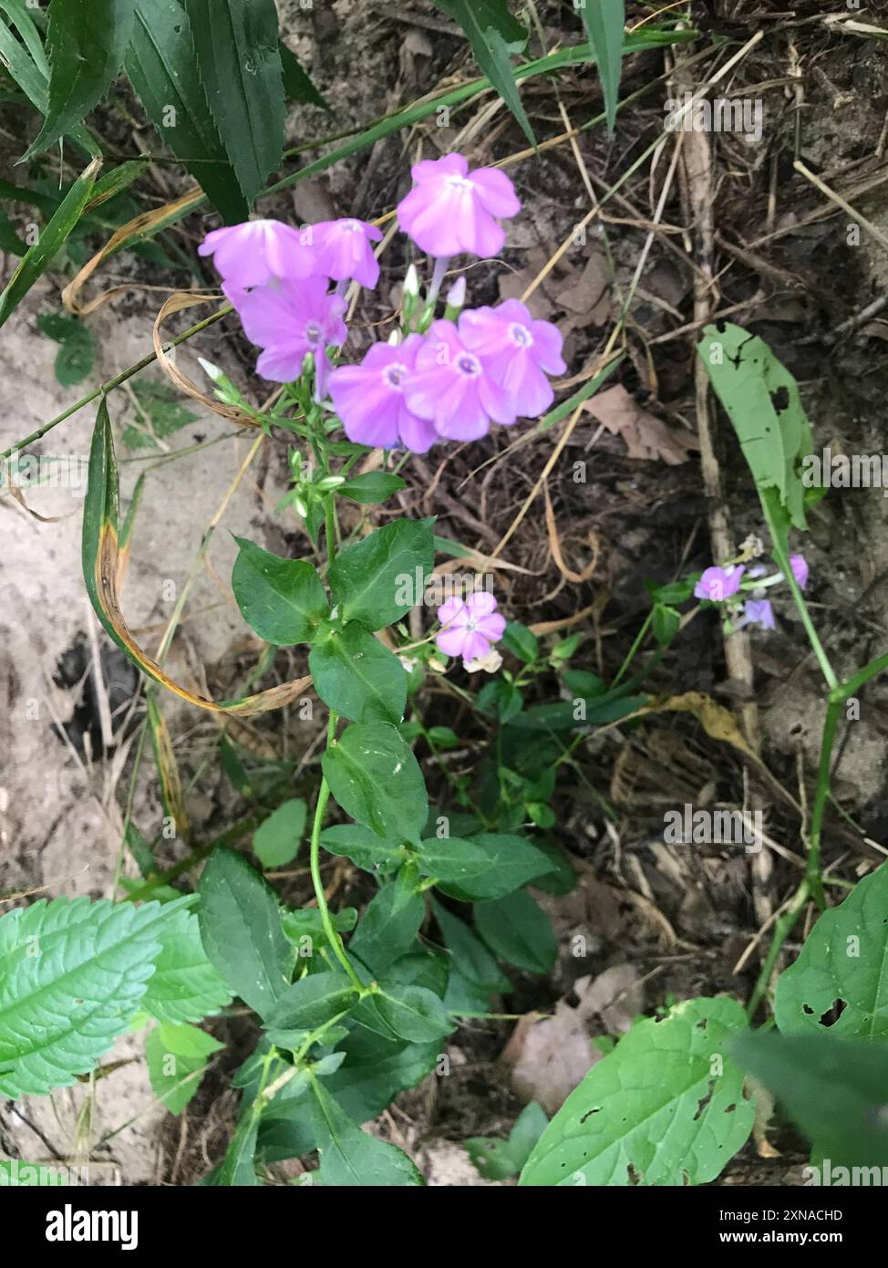 fall phlox (Phlox paniculata) Plantae Stock Photo - Alamy