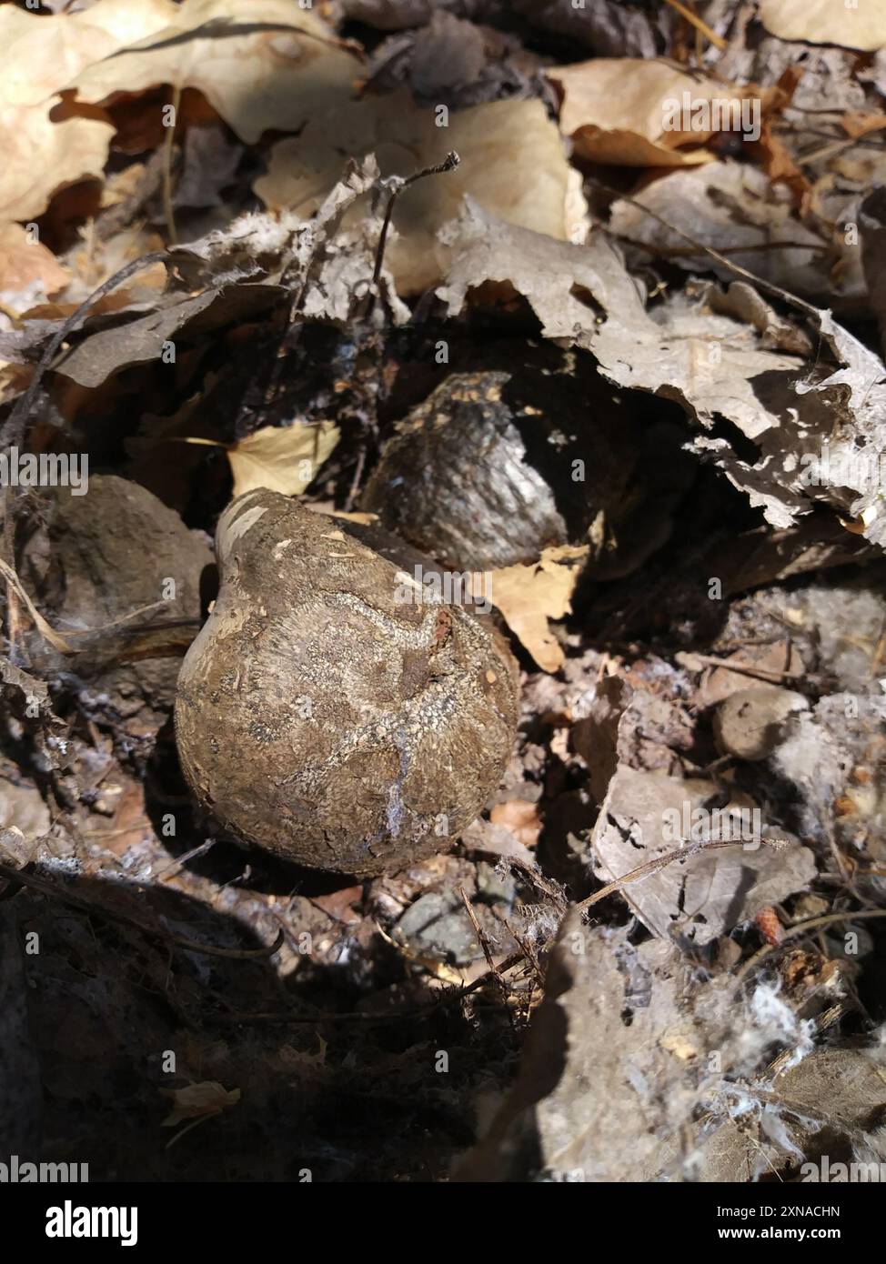 Dyeball (Pisolithus arhizus) Fungi Stock Photo - Alamy