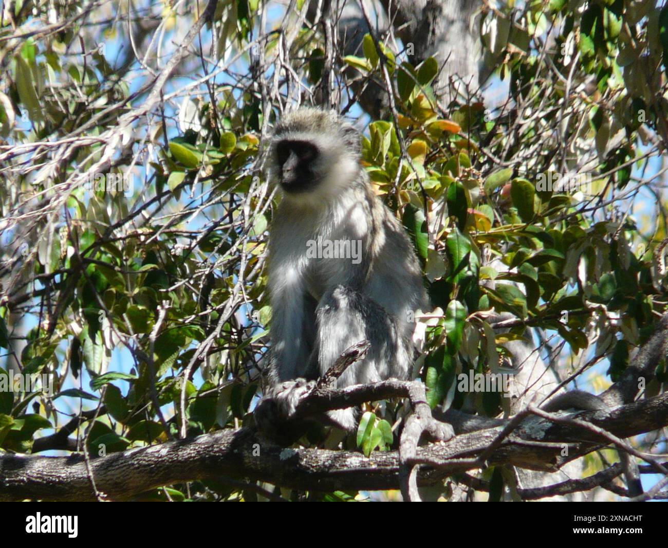 Vervet Monkey (Chlorocebus pygerythrus) Mammalia Stock Photo - Alamy