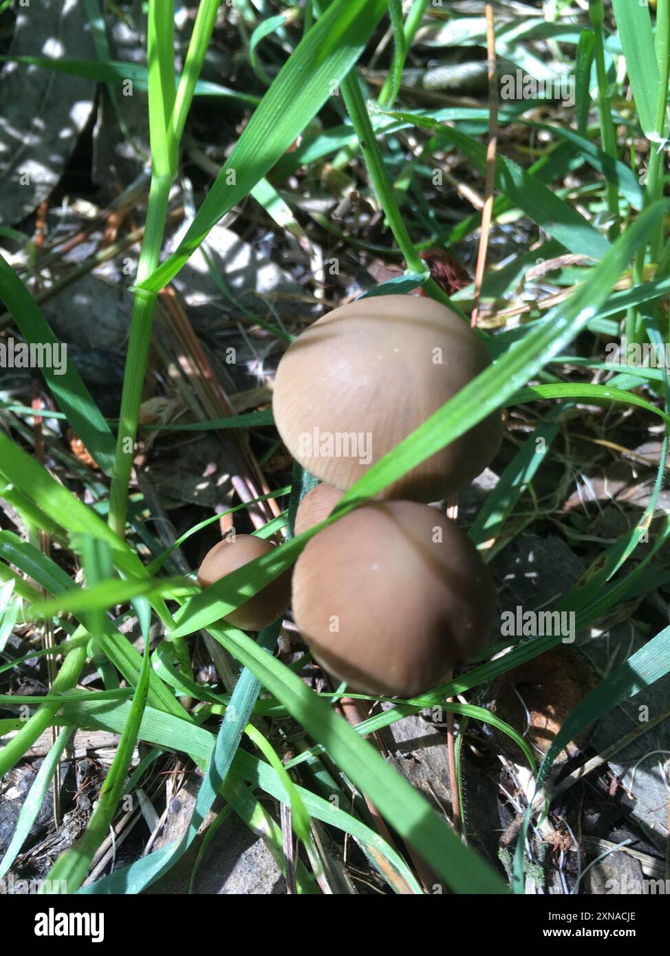 Brittlestems (Psathyrella) Fungi Stock Photo - Alamy
