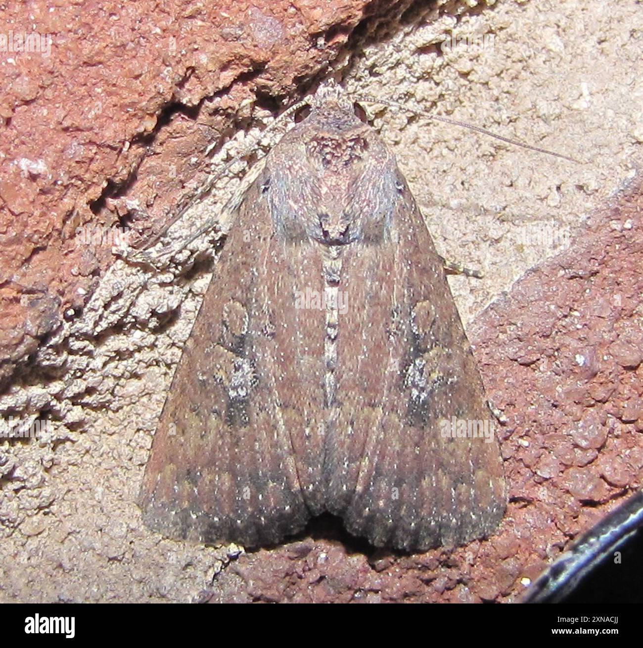Cobbler Moth (Condica sutor) Insecta Stock Photo - Alamy