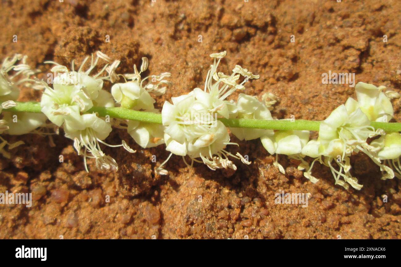 wild syringa (Burkea africana) Plantae Stock Photo - Alamy