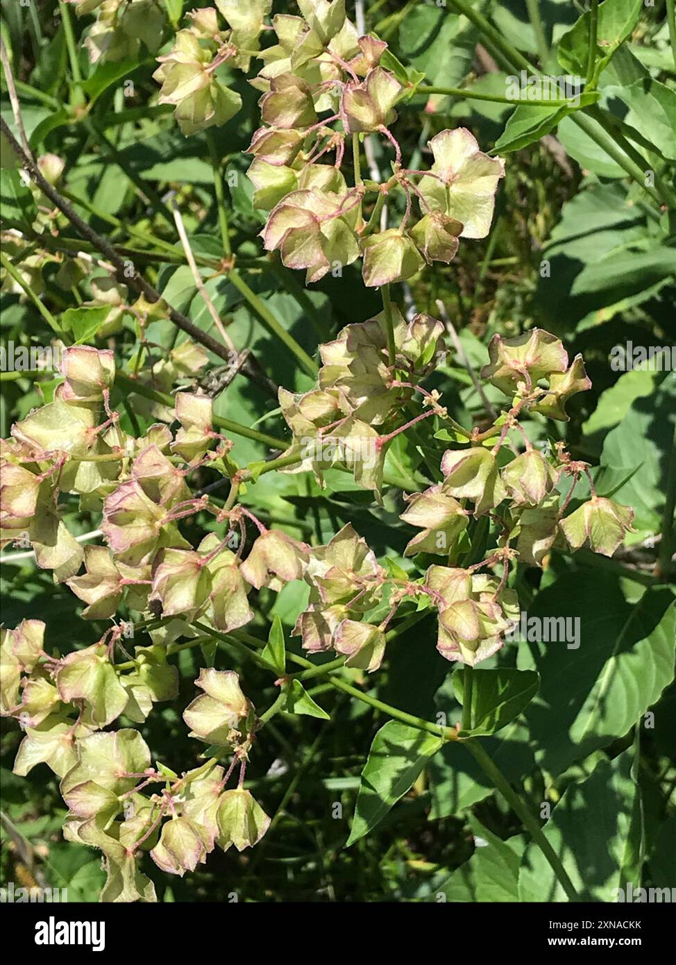 Wild Four o'Clock (Mirabilis nyctaginea) Plantae Stock Photo - Alamy