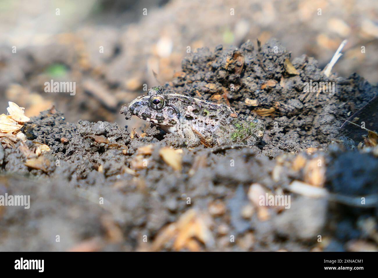 Paddy Field Frog (Fejervarya limnocharis) Amphibia Stock Photo - Alamy
