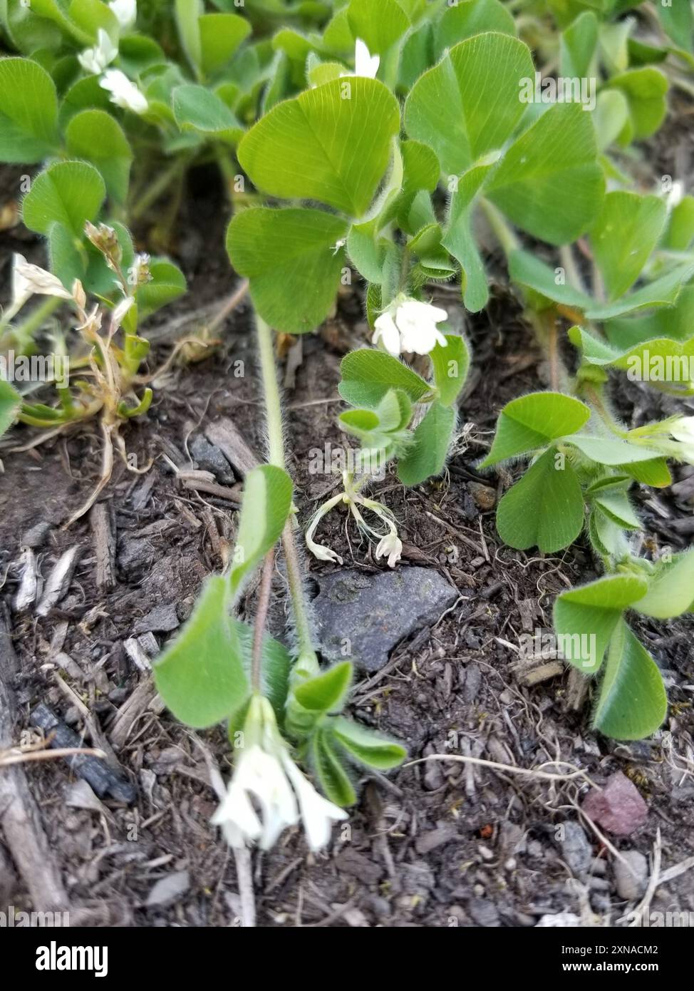 Subterranean Clover (Trifolium subterraneum) Plantae Stock Photo - Alamy