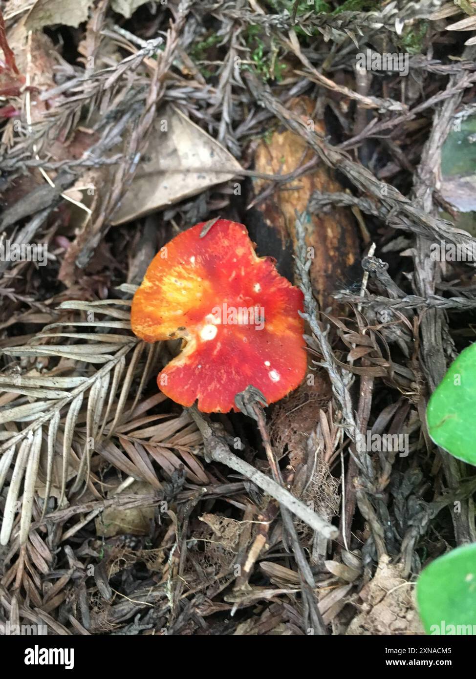 Scarlet Waxy Cap (Hygrocybe coccinea) Fungi Stock Photo - Alamy