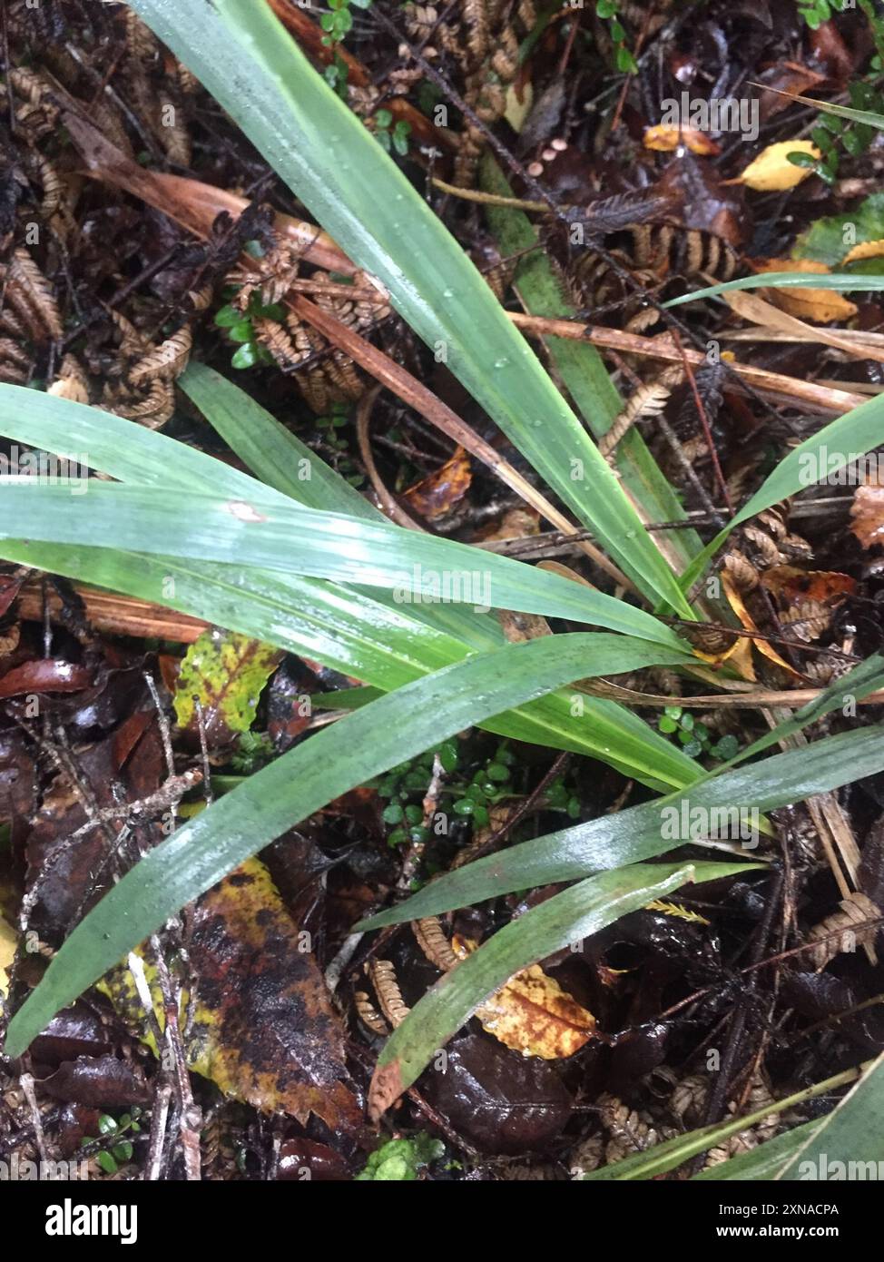 bush rice grass (Ehrharta diplax) Plantae Stock Photo - Alamy