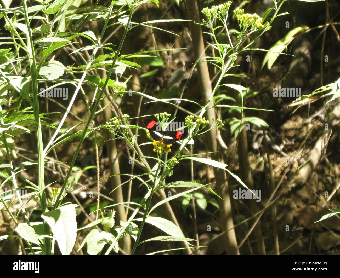 Red Postman (Heliconius erato) Insecta Stock Photo - Alamy