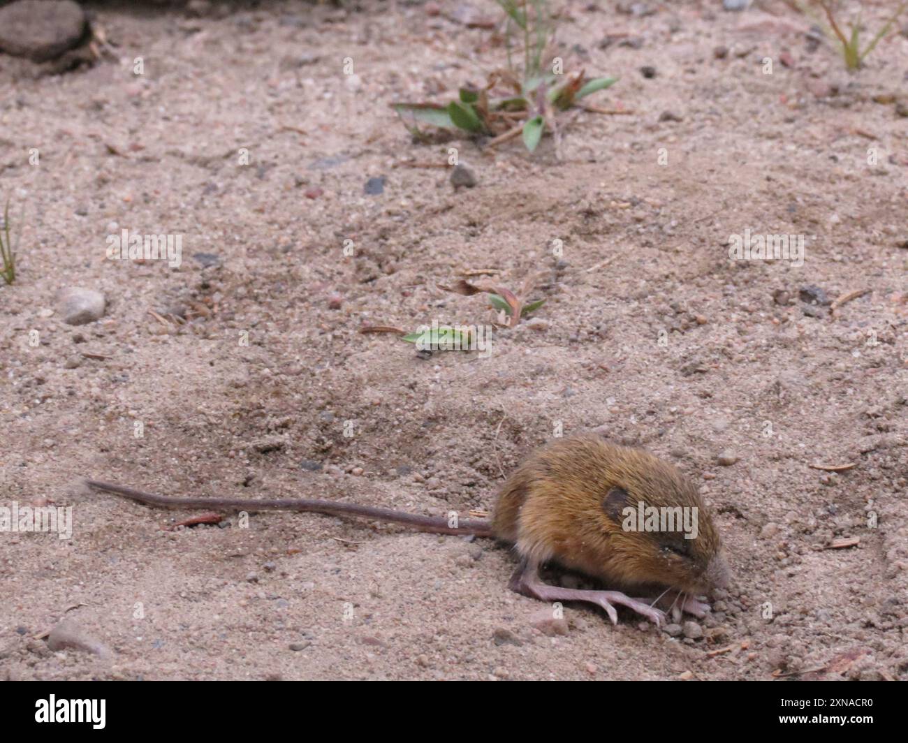 Meadow Jumping Mouse (Zapus hudsonius) Mammalia Stock Photo - Alamy