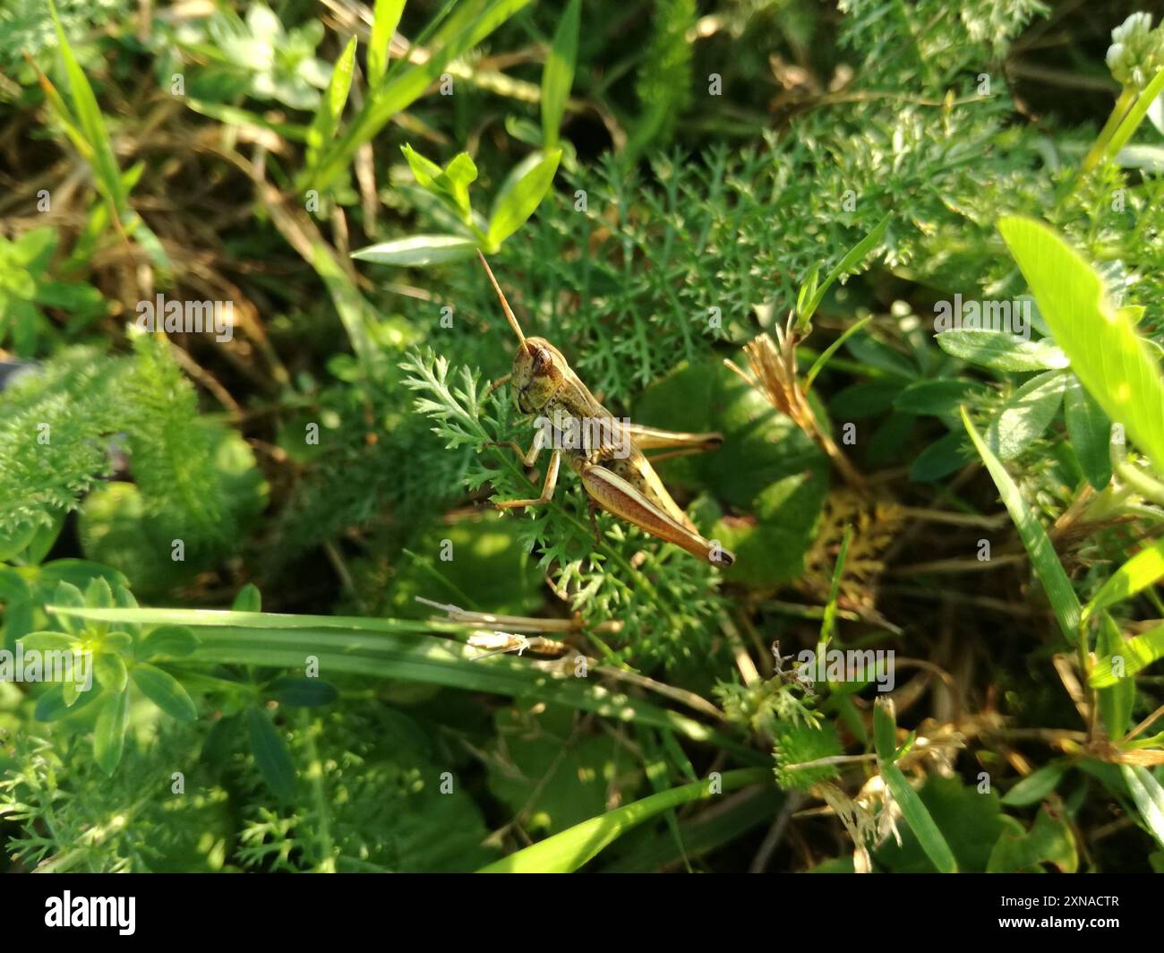 Meadow Grasshopper (Pseudochorthippus parallelus) Insecta Stock Photo ...