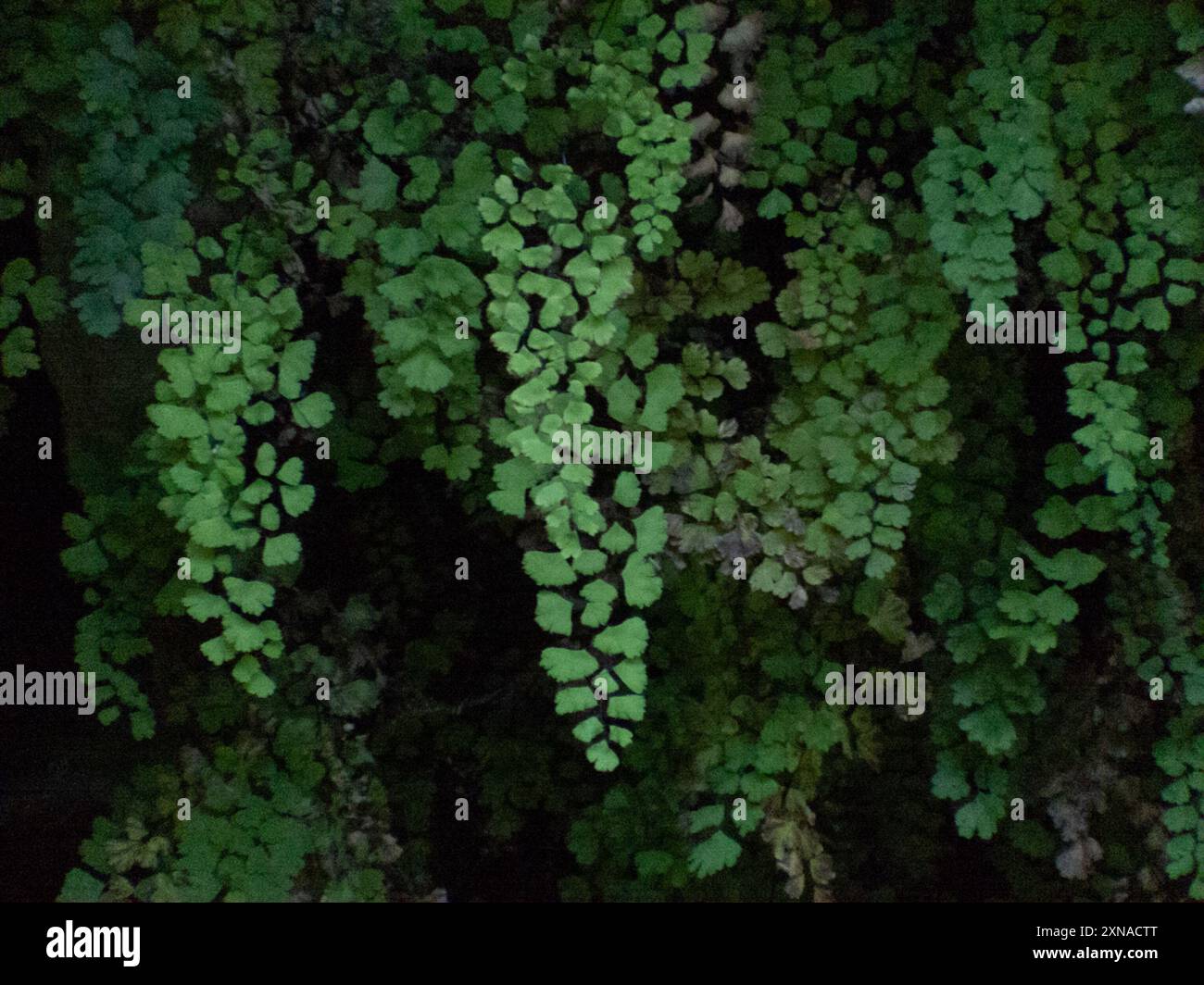 California Maidenhair Fern (Adiantum jordanii) Plantae Stock Photo - Alamy
