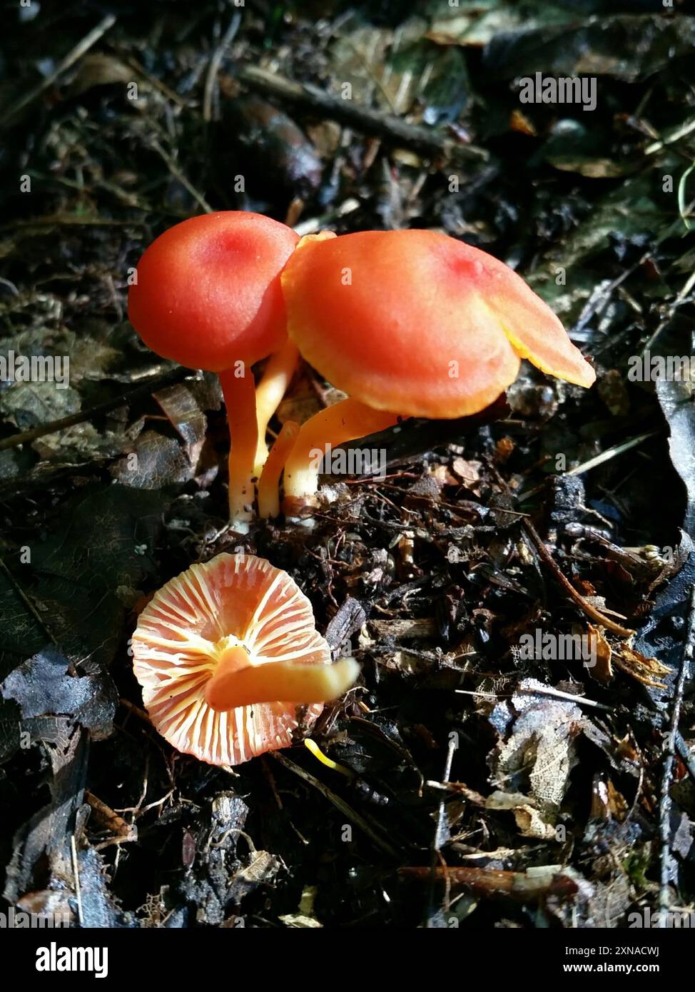 Vermilion Waxcap (Hygrocybe miniata) Fungi Stock Photo - Alamy
