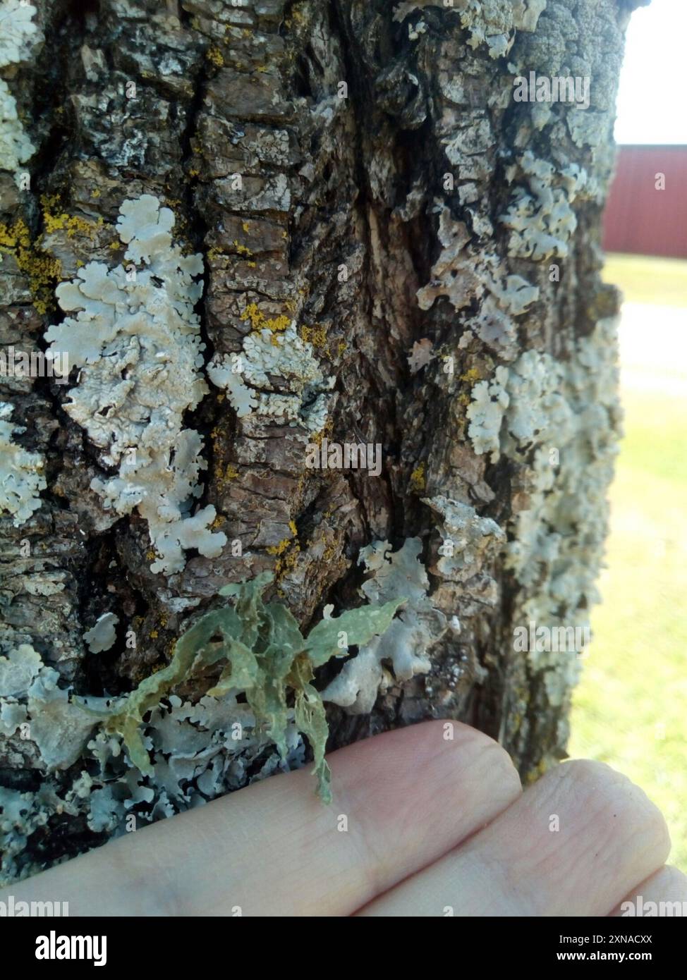 bushy lichens, sea-fog lichens, and allies (Ramalinaceae) Fungi Stock ...
