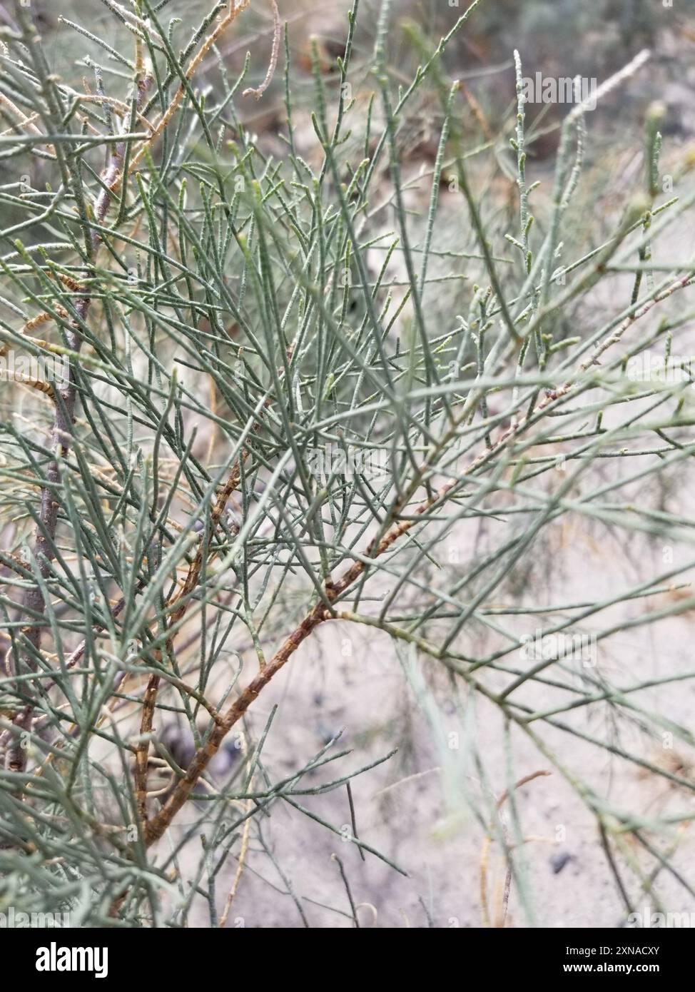 athel tamarisk (Tamarix aphylla) Plantae Stock Photo - Alamy