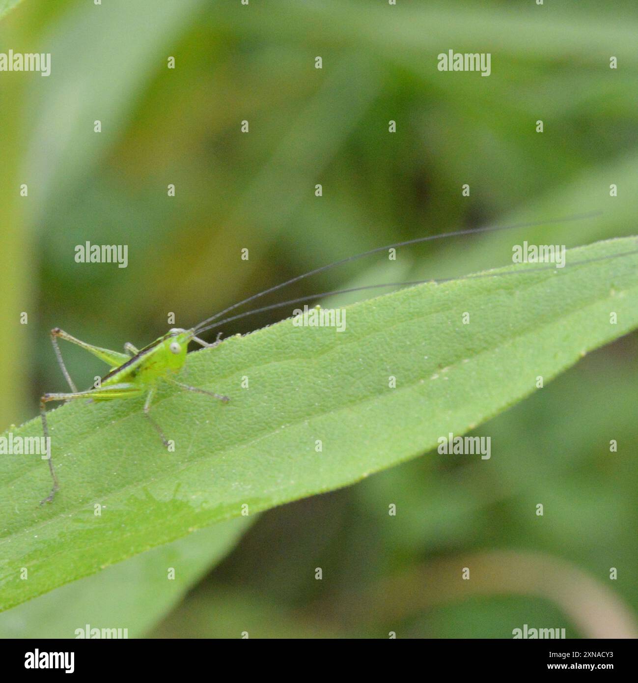 Common Meadow Katydids (Conocephalini) Insecta Stock Photo - Alamy