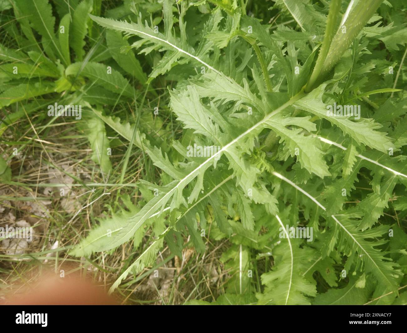 cutleaf teasel (Dipsacus laciniatus) Plantae Stock Photo - Alamy
