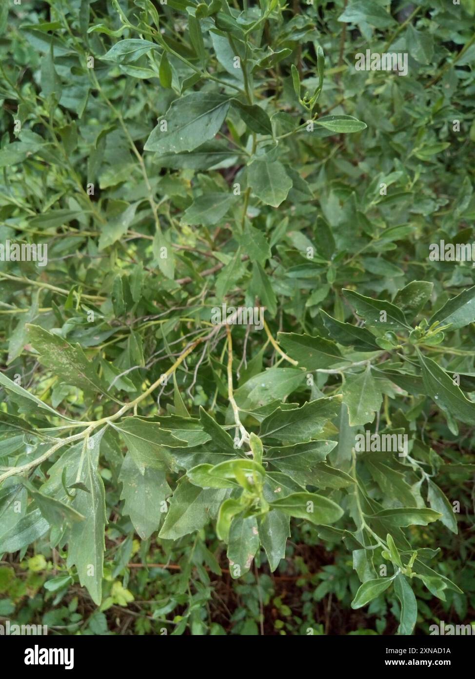 groundsel tree (Baccharis halimifolia) Plantae Stock Photo - Alamy
