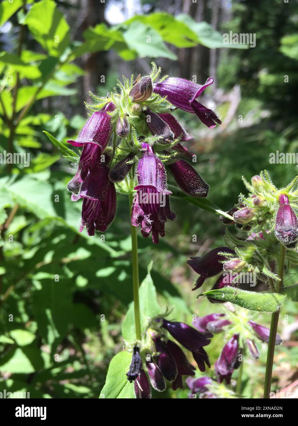 Whipple's penstemon (Penstemon whippleanus) Plantae Stock Photo - Alamy