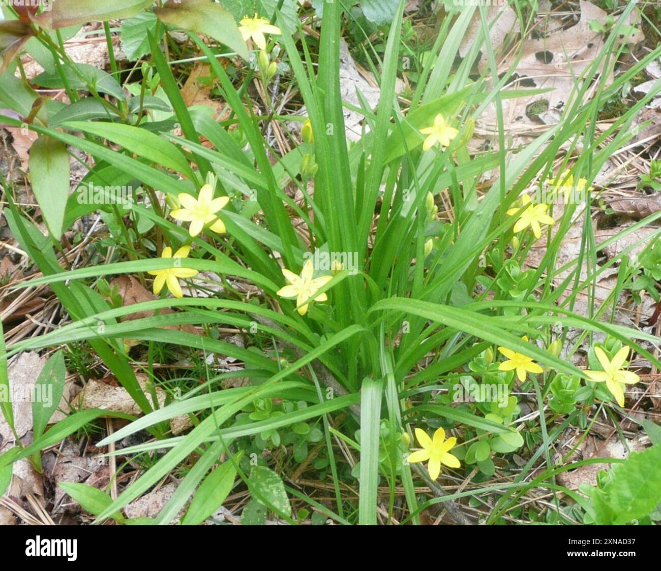 yellow star grass (Hypoxis hirsuta) Plantae Stock Photo - Alamy