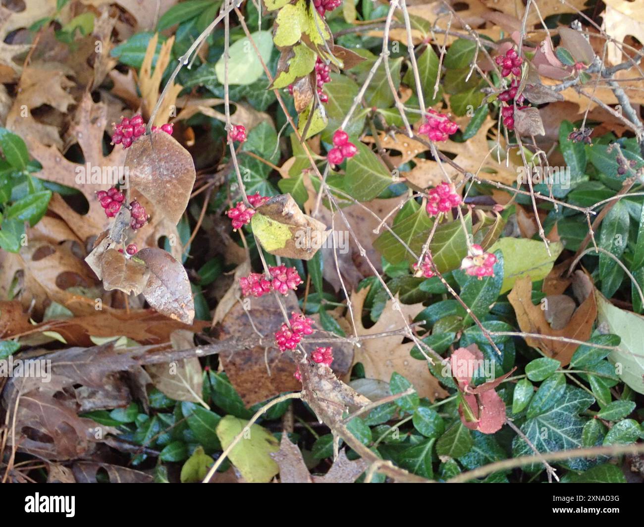 coralberry (Symphoricarpos orbiculatus) Plantae Stock Photo - Alamy