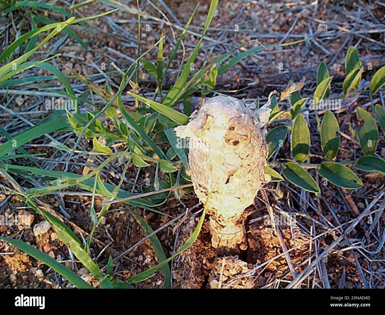 Podaxis hi-res stock photography and images - Alamy