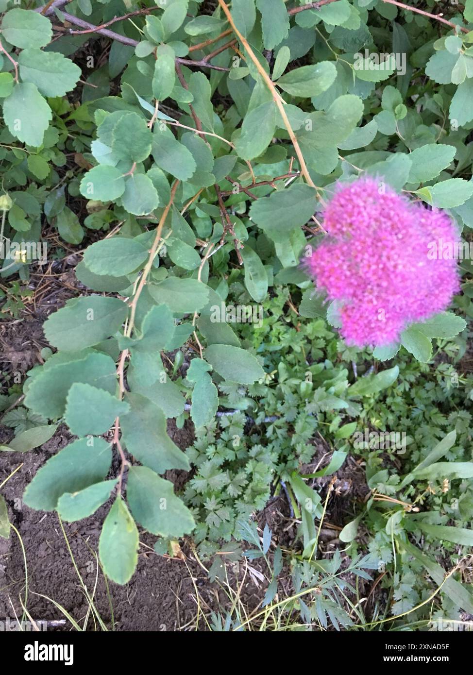 Mountain Spirea (Spiraea splendens) Plantae Stock Photo - Alamy
