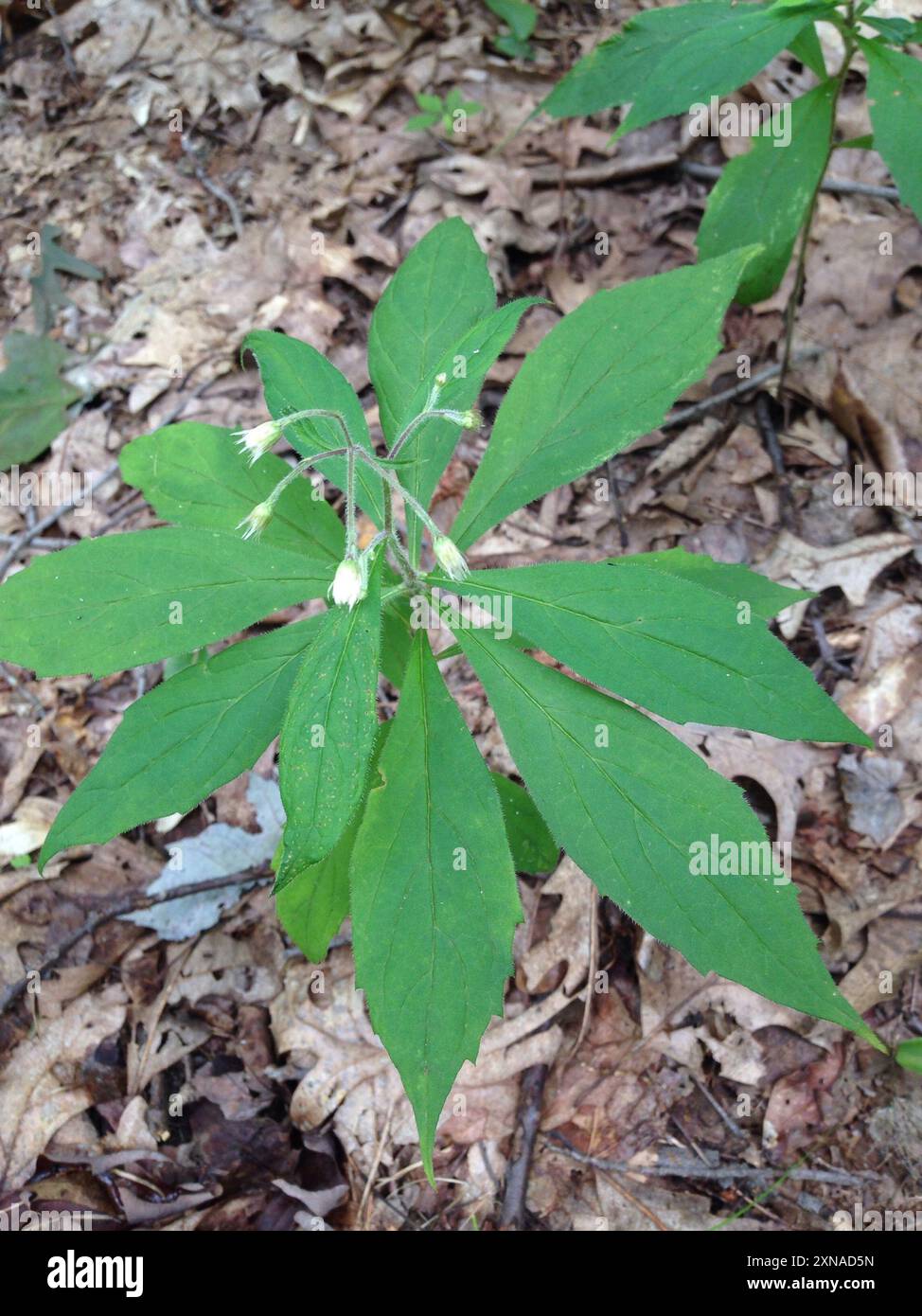 whorled wood aster (Oclemena acuminata) Plantae Stock Photo - Alamy