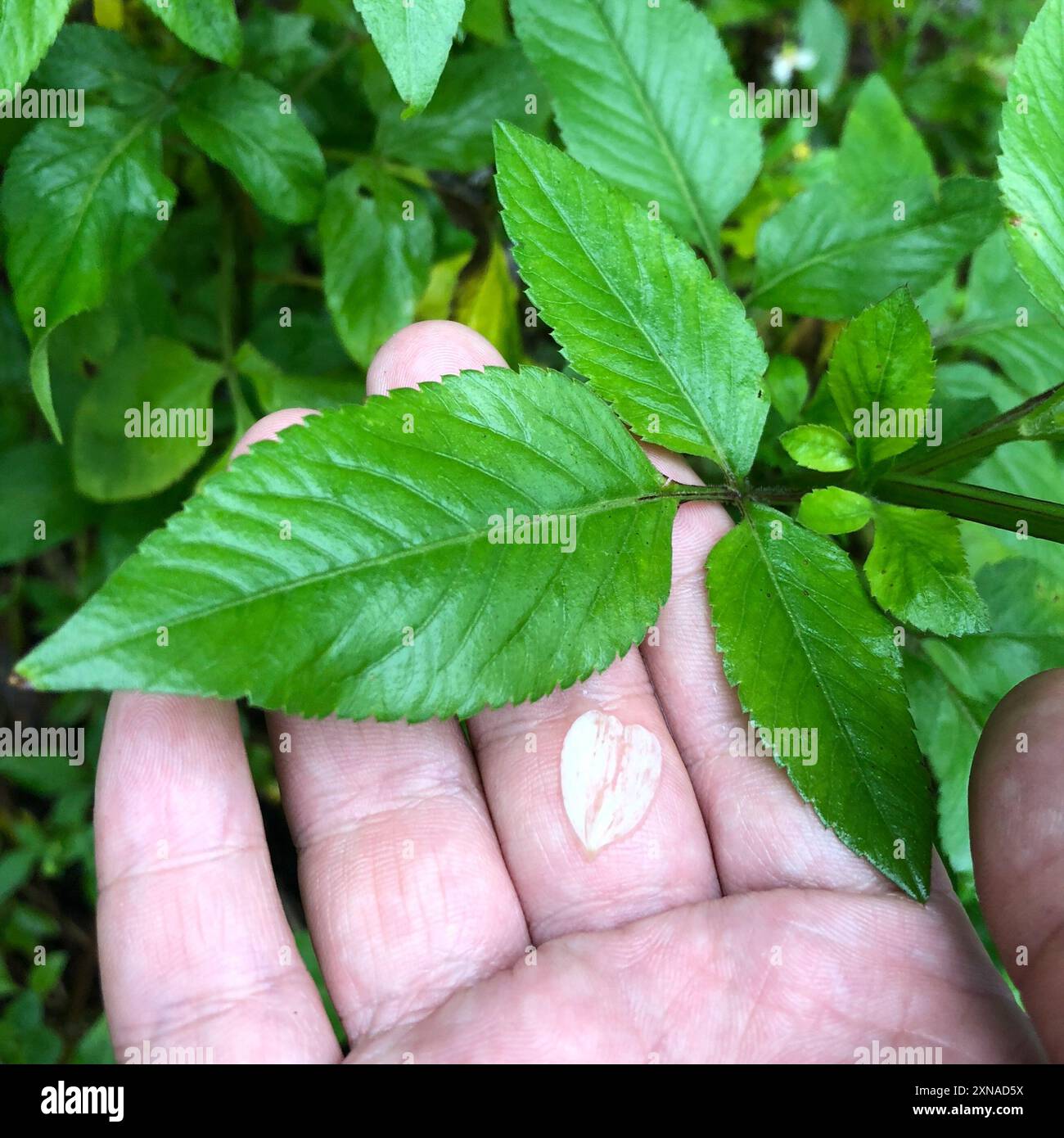 White beggarticks (Bidens alba) Plantae Stock Photo - Alamy