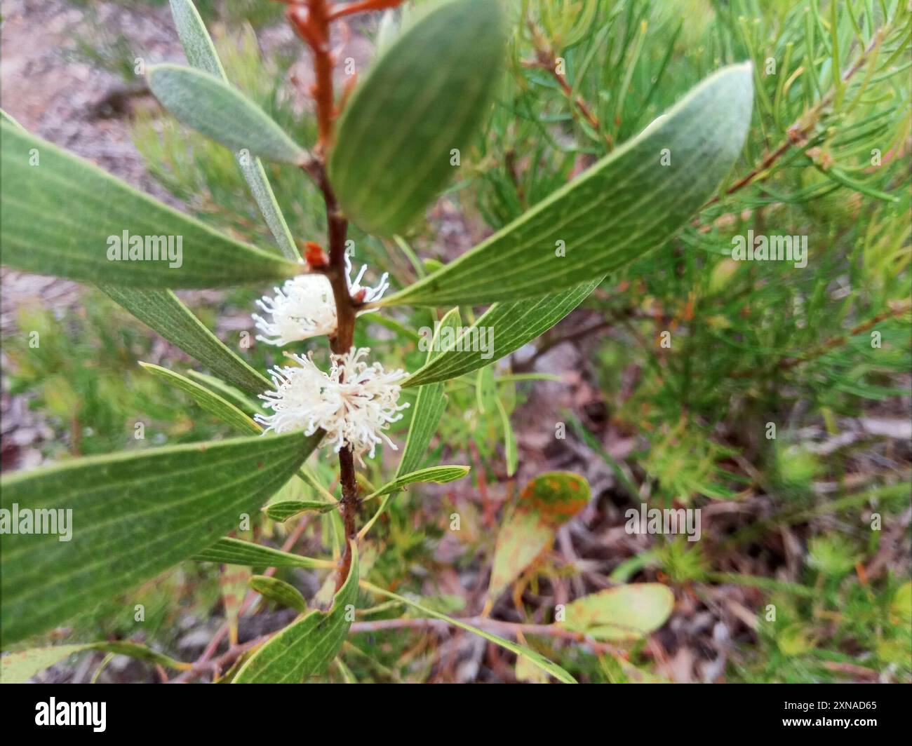 finger hakea (Hakea dactyloides) Plantae Stock Photo - Alamy