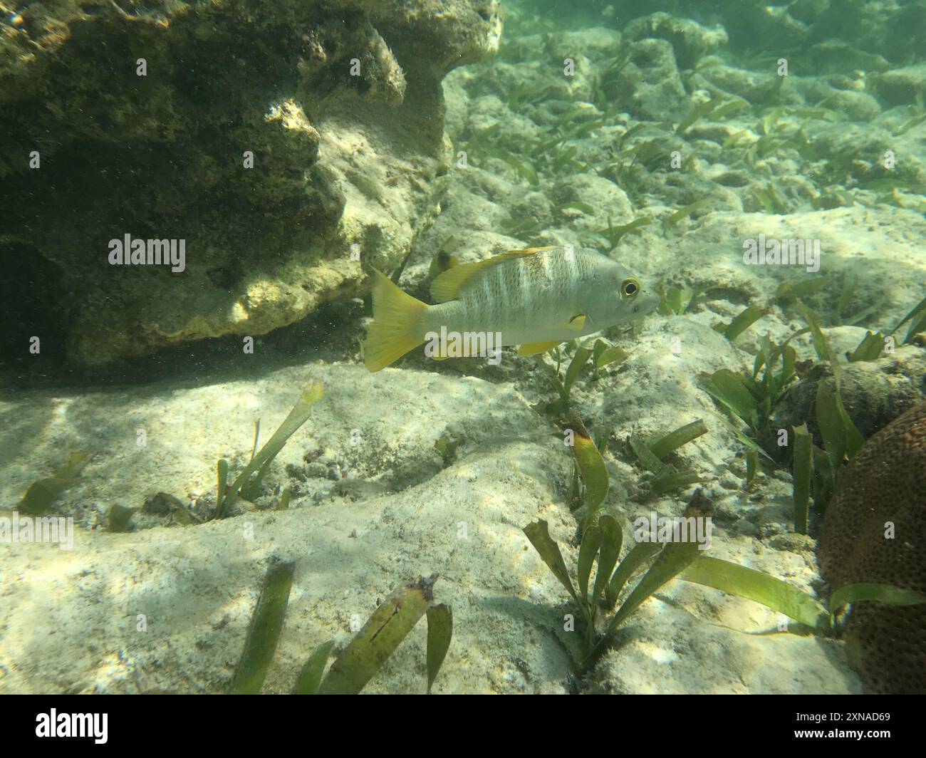 Schoolmaster Snapper (Lutjanus apodus) Actinopterygii Stock Photo - Alamy