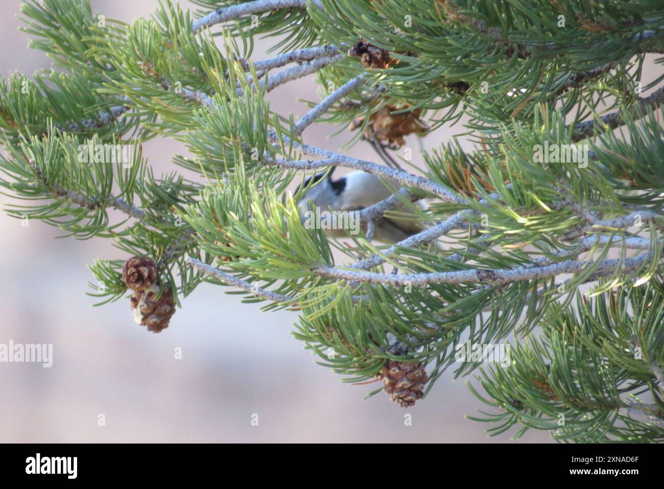 Colorado Pinyon (Pinus edulis) Plantae Stock Photo - Alamy