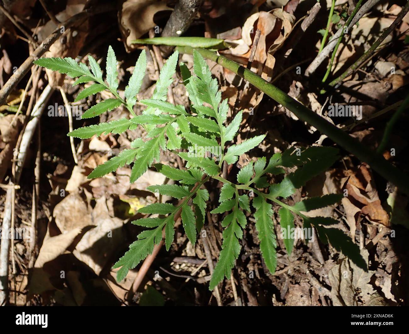Cutleaf Grapefern (Sceptridium dissectum) Plantae Stock Photo - Alamy