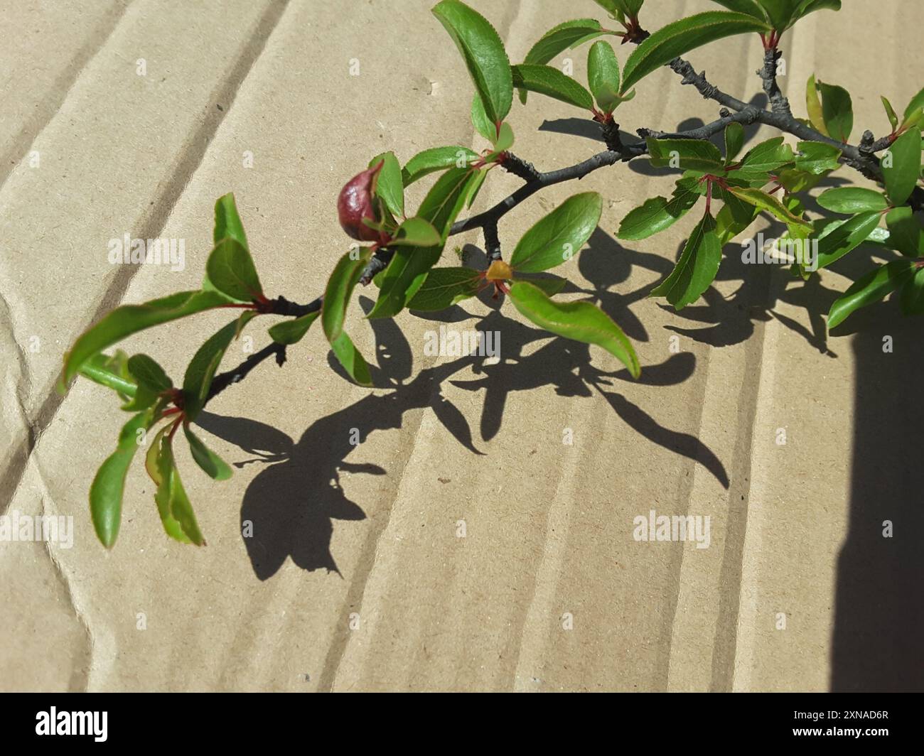 Chickasaw plum (Prunus angustifolia) Plantae Stock Photo - Alamy