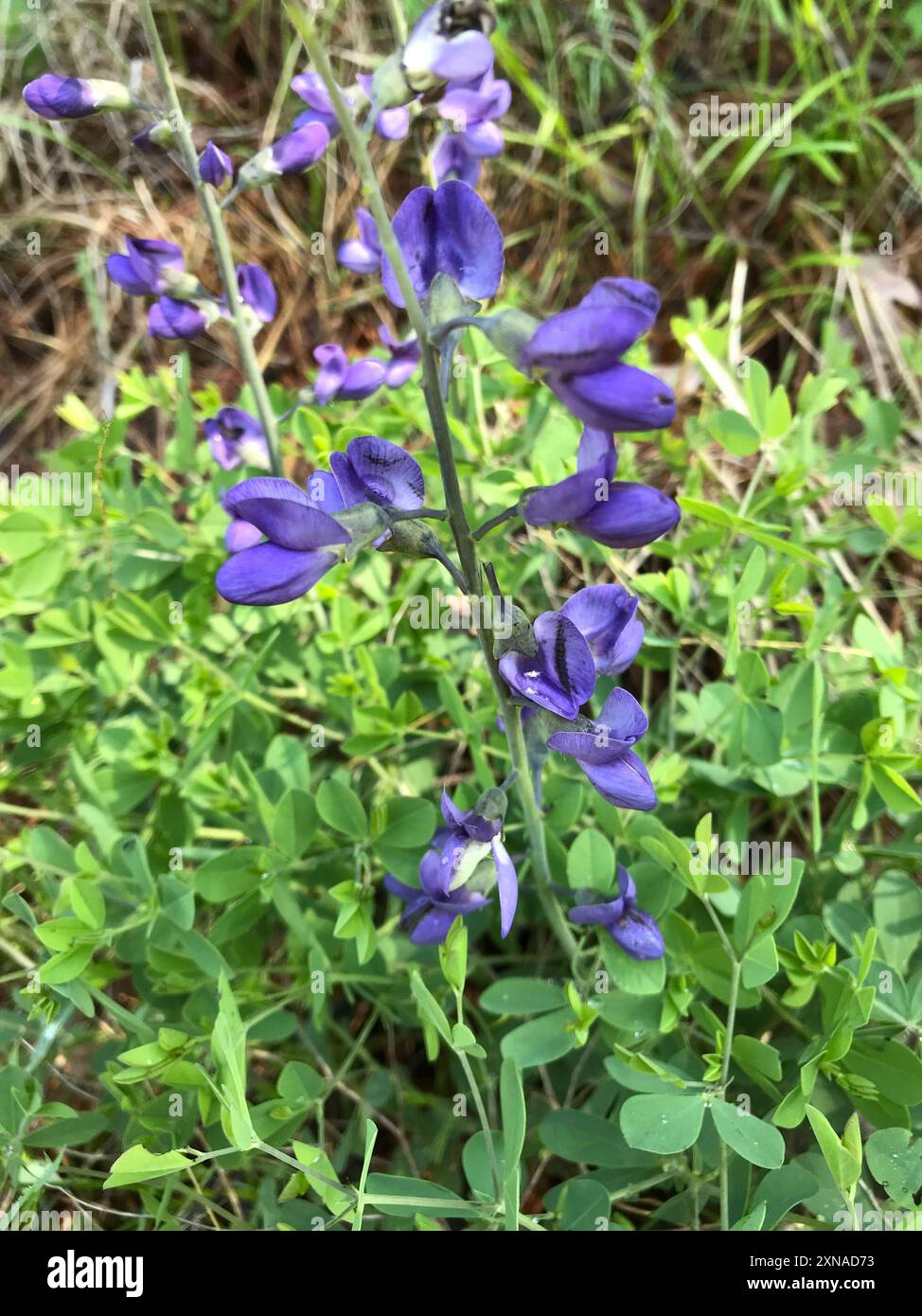 eastern prairie blue wild indigo (Baptisia australis aberrans) Plantae ...