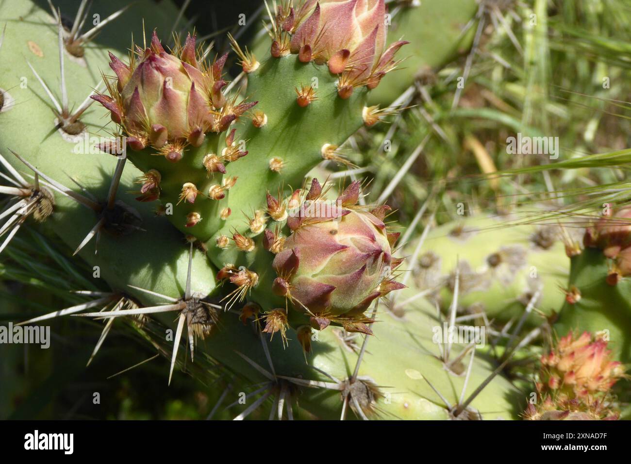 Cochineal Scale Bugs (Dactylopius) Insecta Stock Photo - Alamy