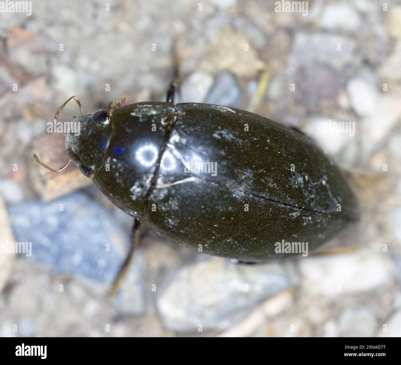 Giant Water Scavenger Beetle (Hydrophilus triangularis) Insecta Stock ...