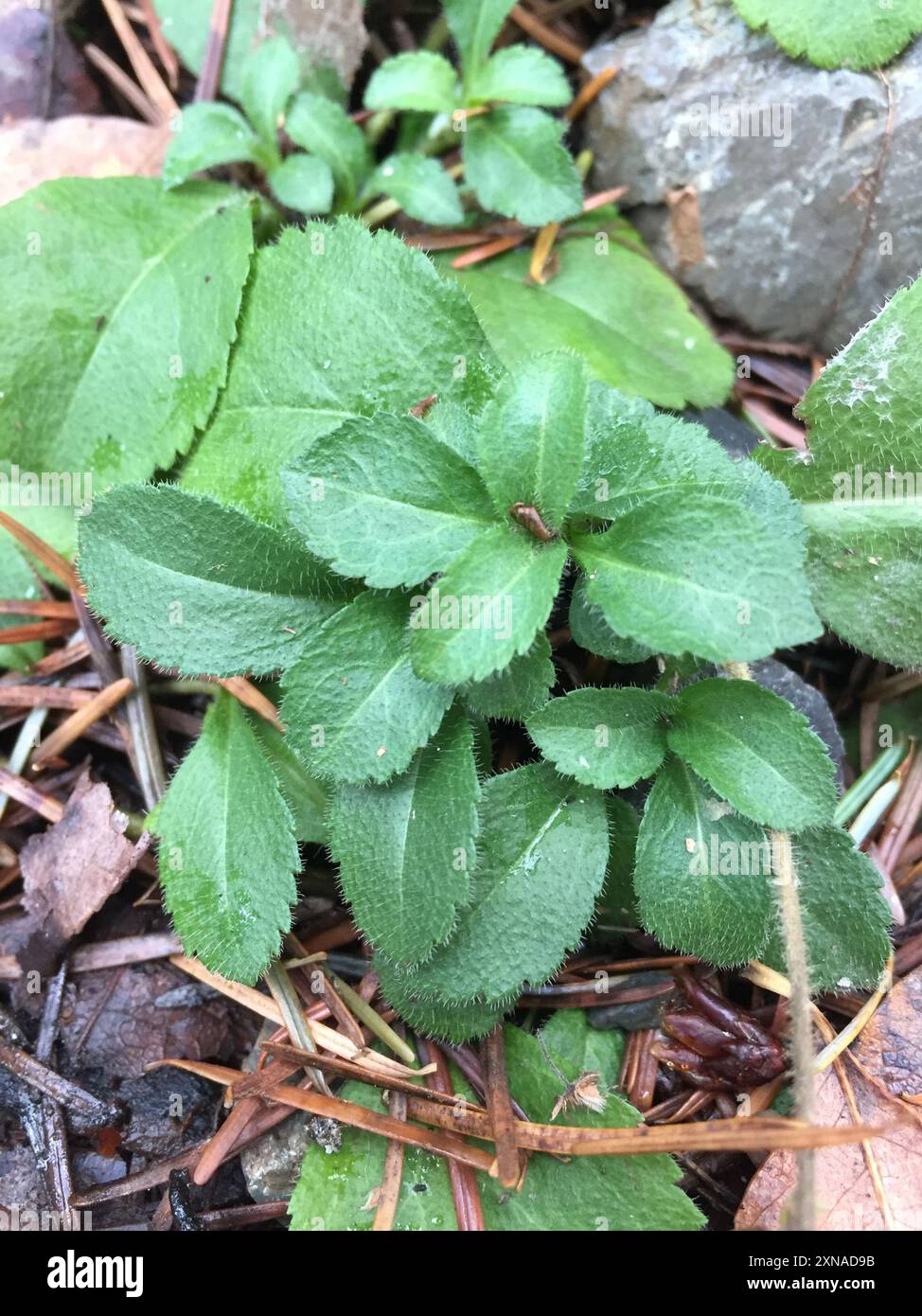 heath speedwell (Veronica officinalis) Plantae Stock Photo - Alamy