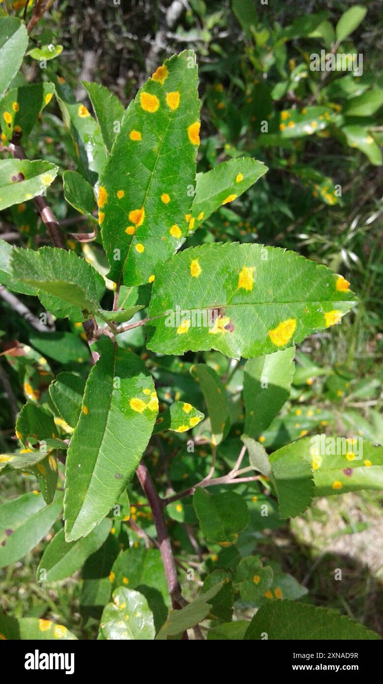 southern crabapple (Malus angustifolia) Plantae Stock Photo - Alamy
