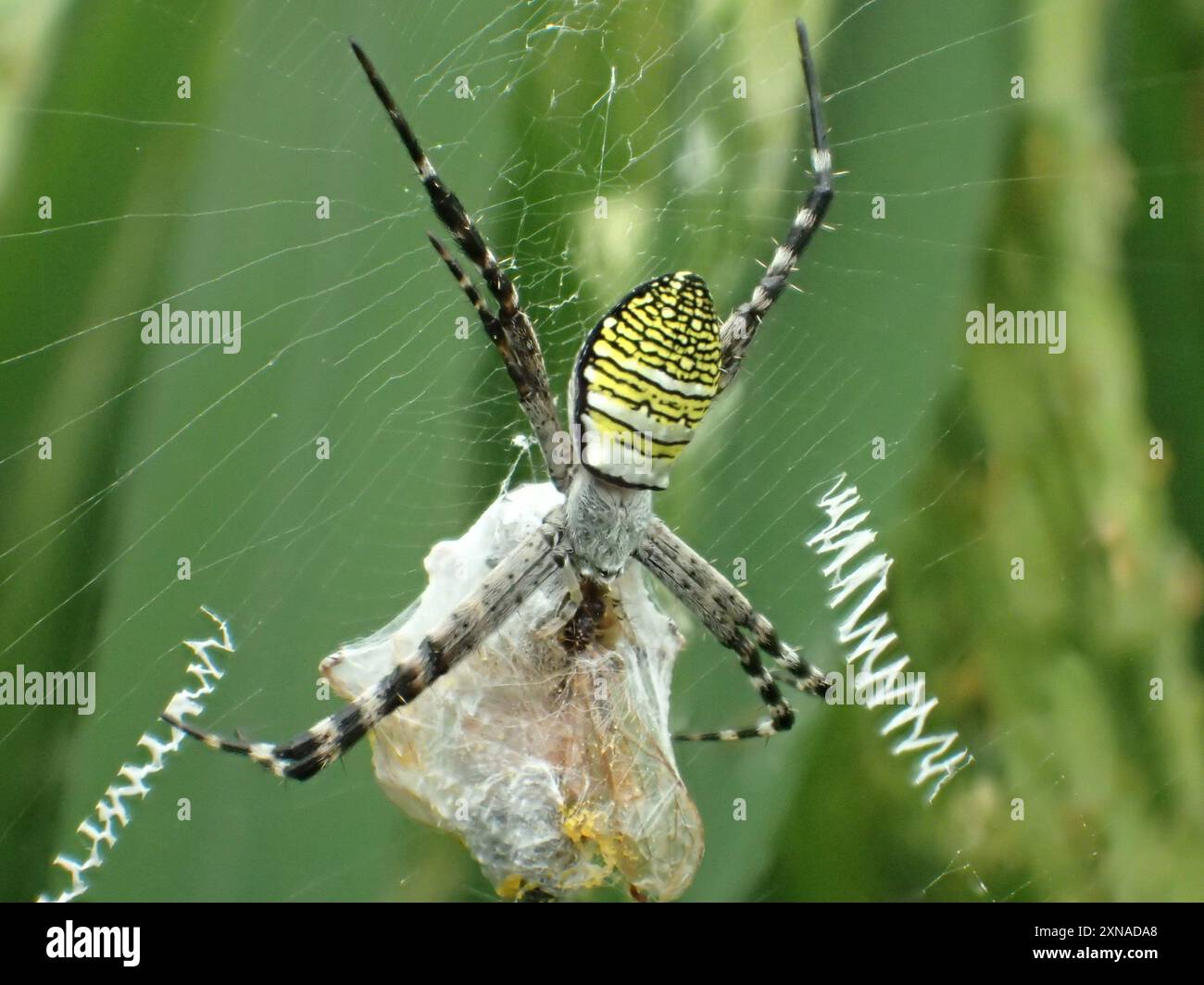 Oval Saint Andrew's Cross Spider (Argiope aemula) Arachnida Stock Photo ...
