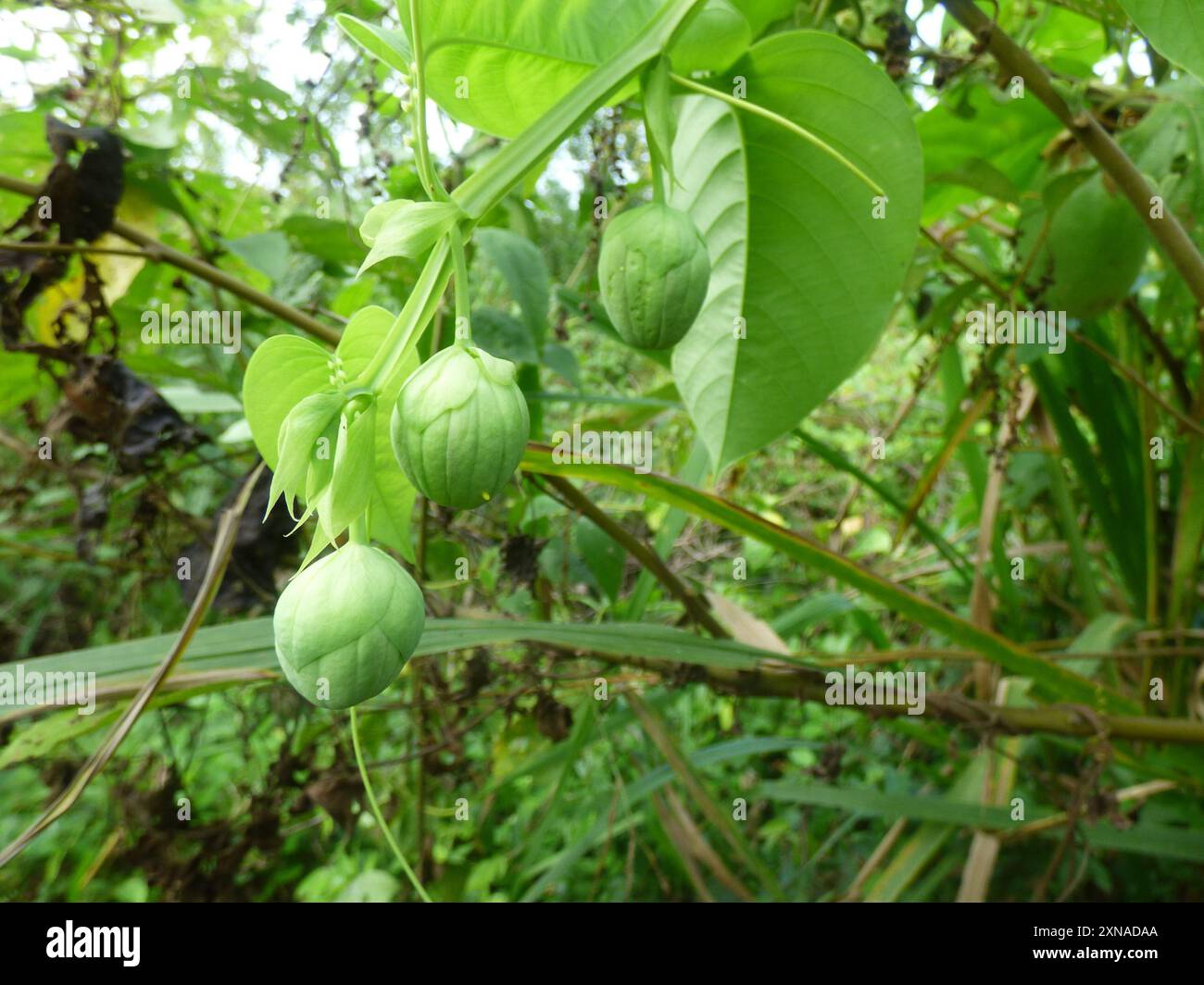 giant granadilla (Passiflora quadrangularis) Plantae Stock Photo - Alamy