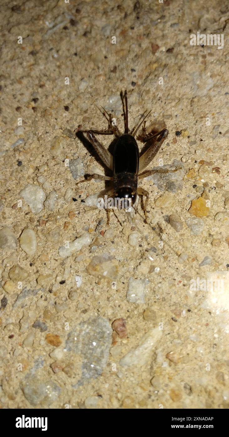 Japanese Burrowing Cricket (Velarifictorus micado) Insecta Stock Photo ...