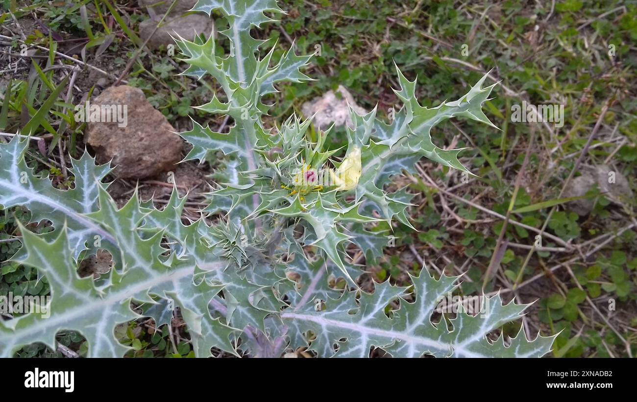Mexican Poppy (Argemone ochroleuca) Plantae Stock Photo - Alamy