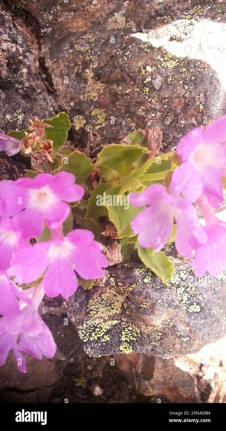 Hairy Primrose (Primula hirsuta) Plantae Stock Photo - Alamy