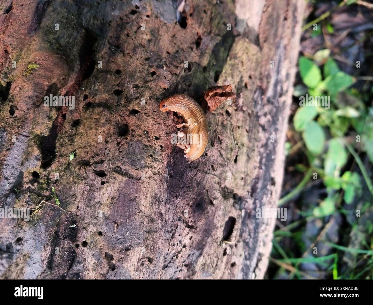Western Dusky Slug (Arion subfuscus) Mollusca Stock Photo - Alamy