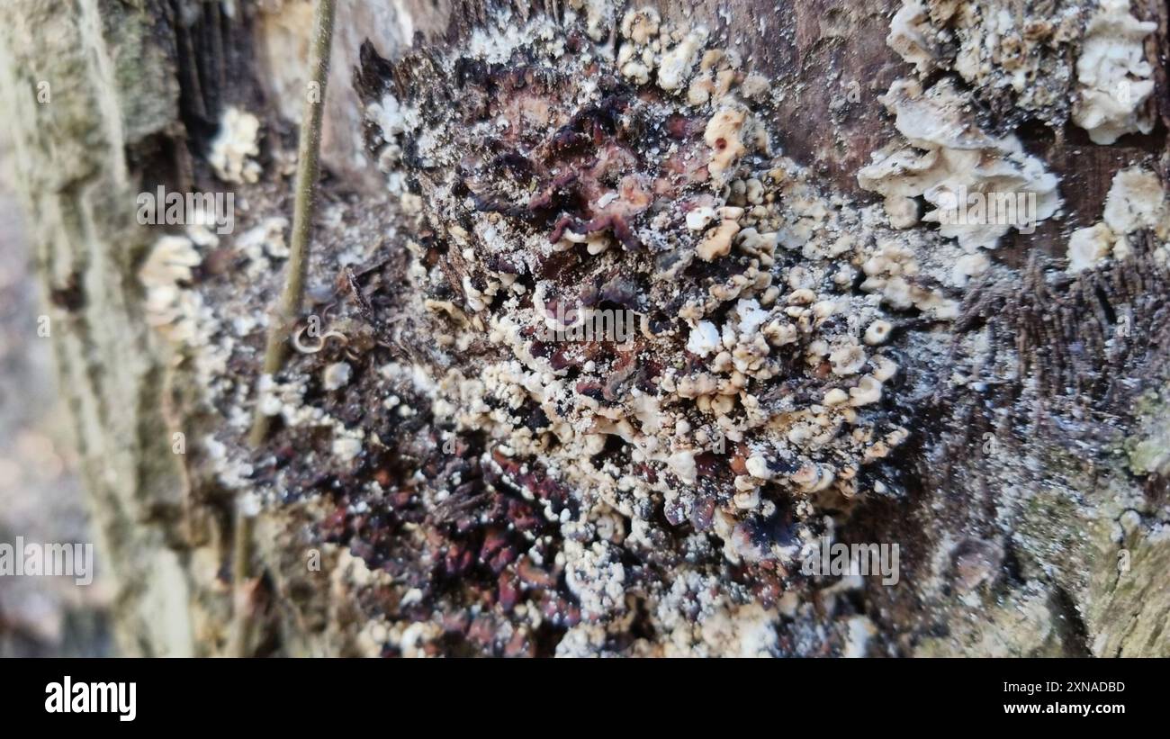 split porecrust (Xylodon paradoxus) Fungi Stock Photo - Alamy