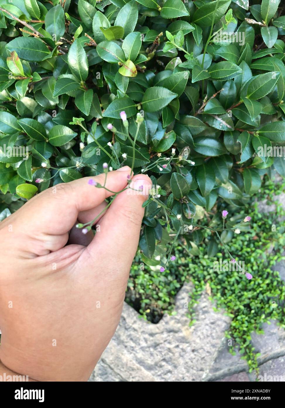 little ironweed (Cyanthillium cinereum) Plantae Stock Photo - Alamy
